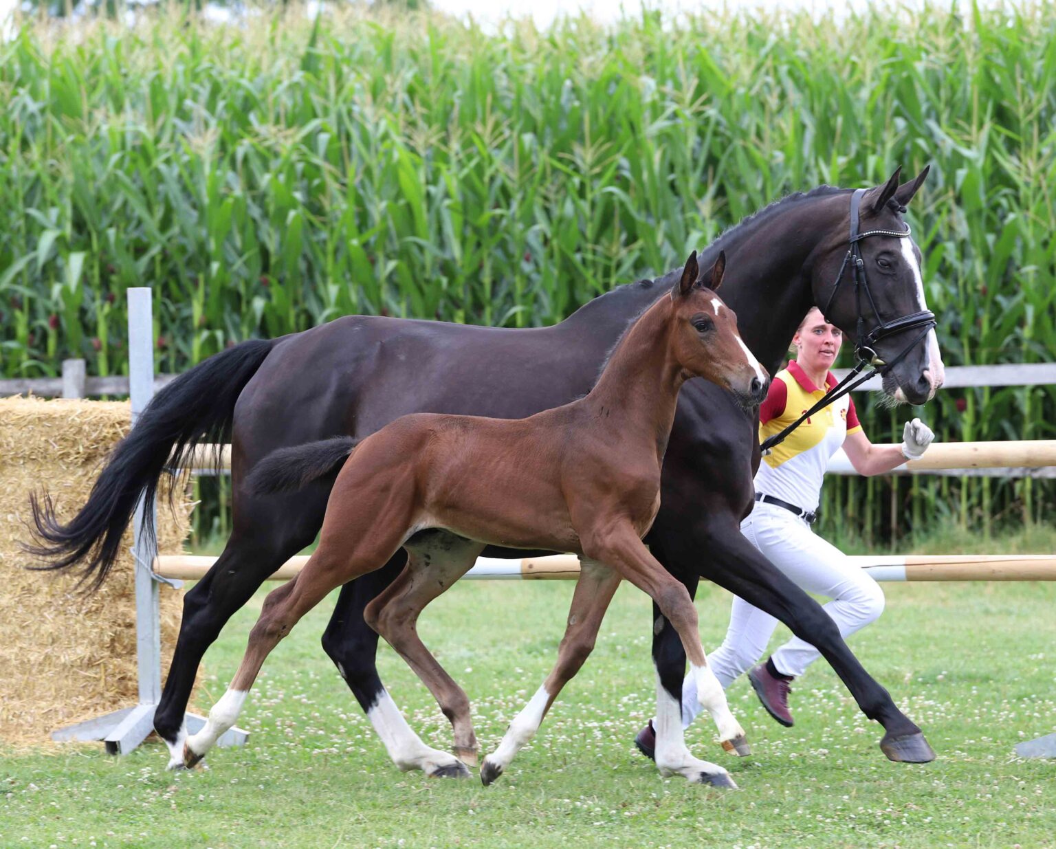 Kleiner Hengst ganz groß – Wasserburger Stimme – Die erste Online ...